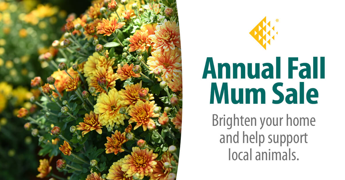 Our Annual Fall Mum Sale is Back—Blooming With Purpose! - First Source ...